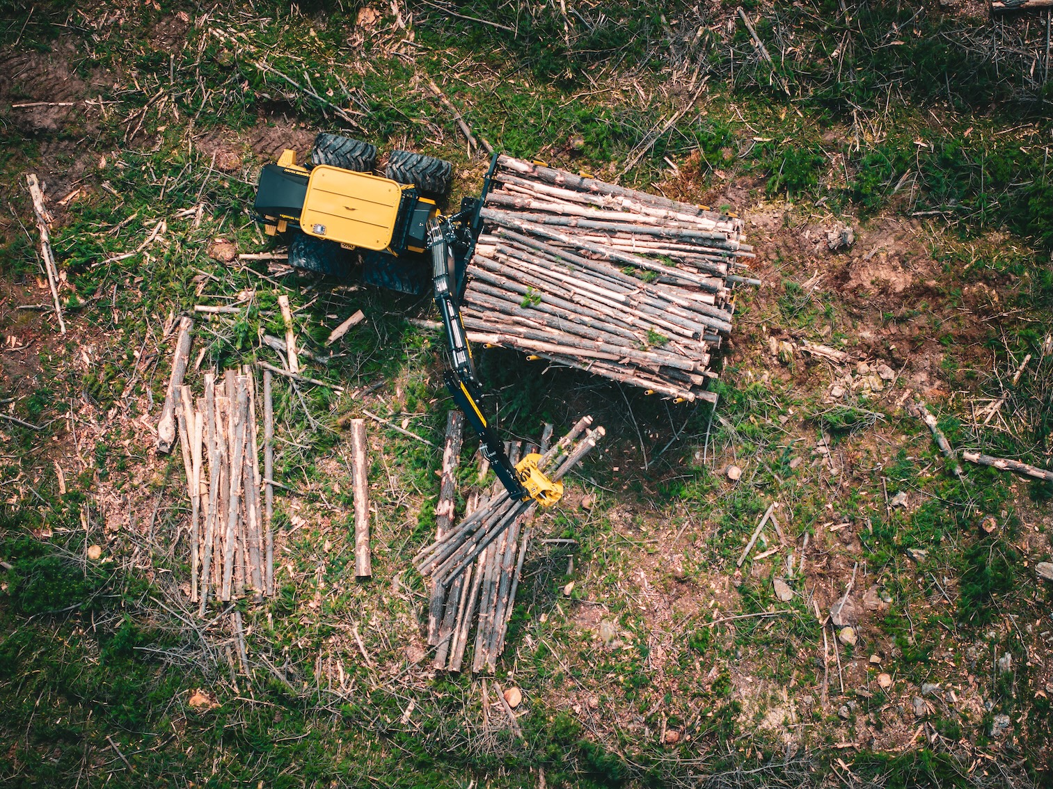 Tigercat: Where the forest meets the future